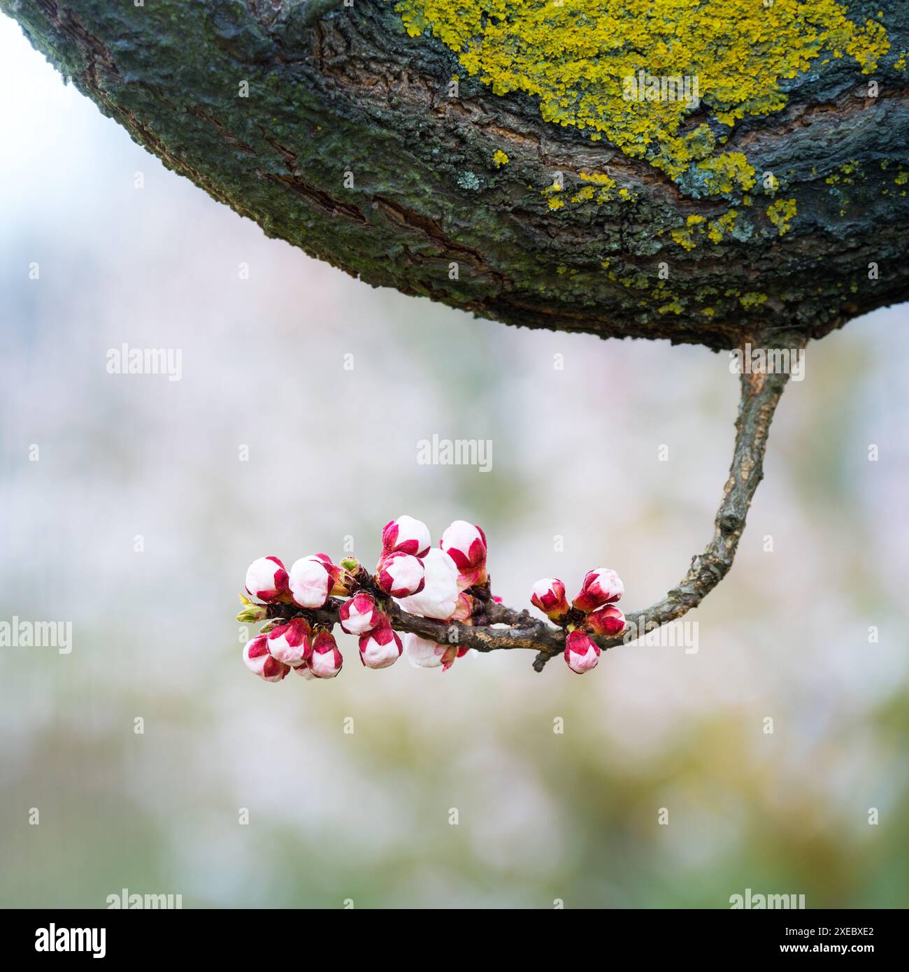 Apricot trees during spring time in Wachau valley, Austria Stock Photo ...
