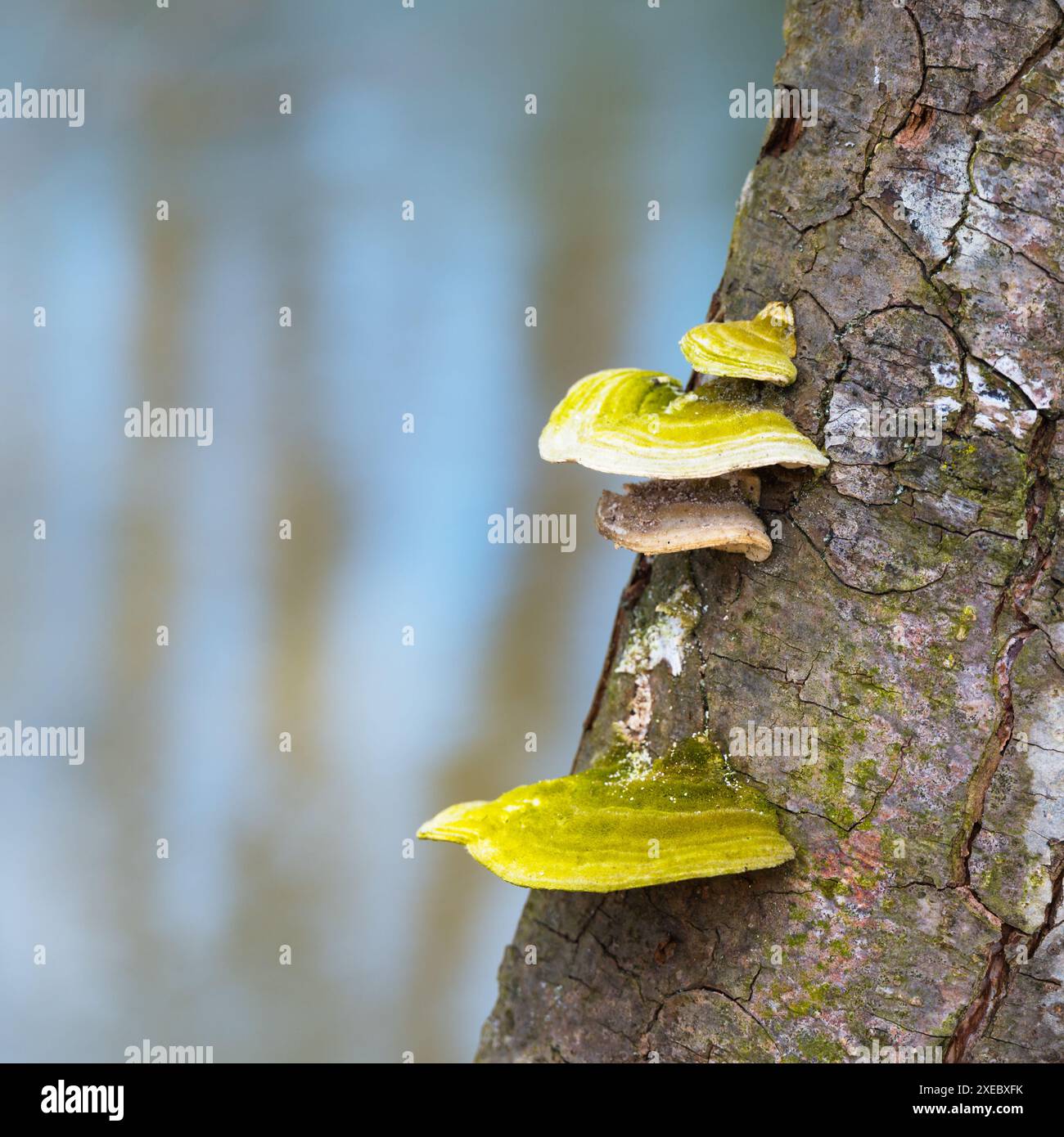Fungal tree trunk hi-res stock photography and images - Alamy