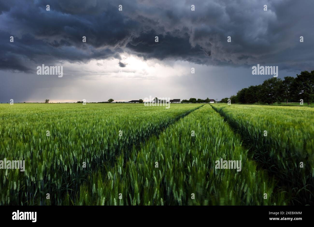 Thunderstorm - Dark ominous storm clouds above green wheat landscape ...