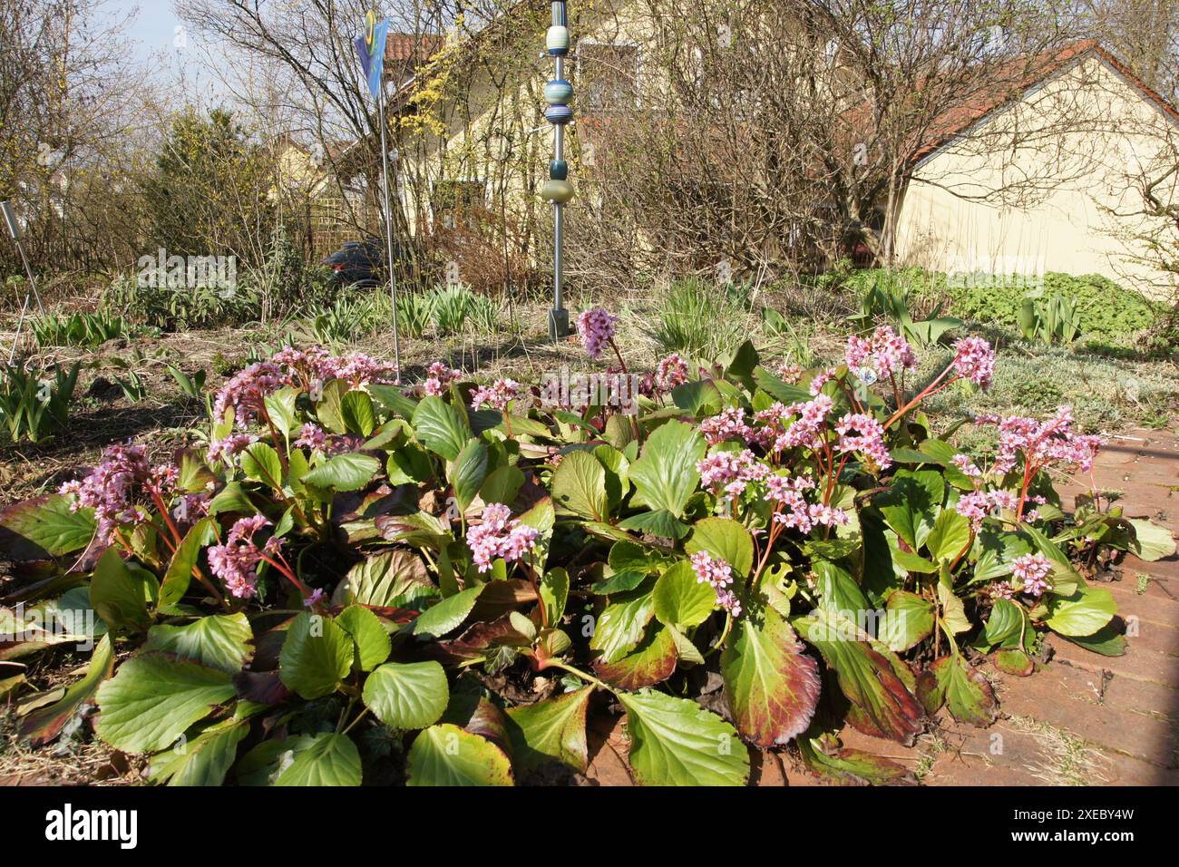 Plant blooming winter hi-res stock photography and images - Alamy