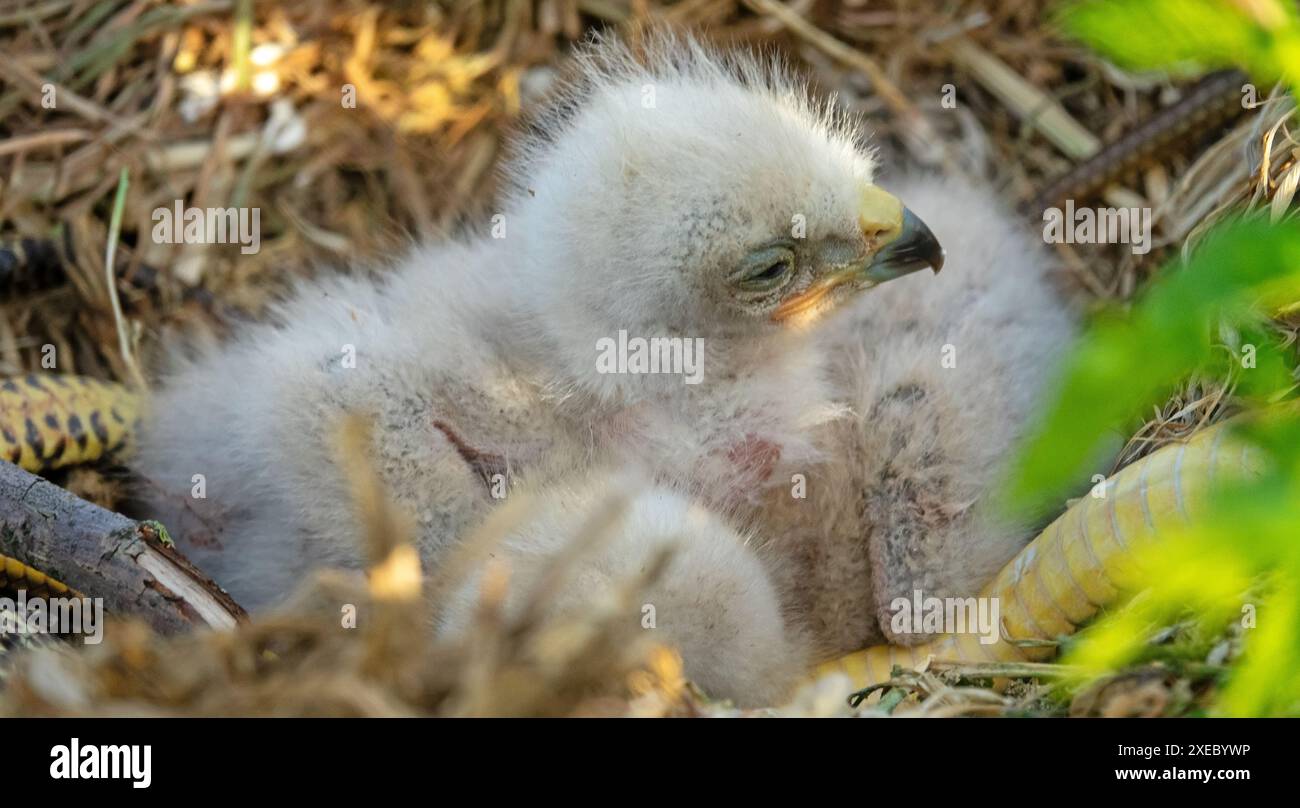 Long-legged buzzard nestlings and Balkan snake Stock Photo - Alamy