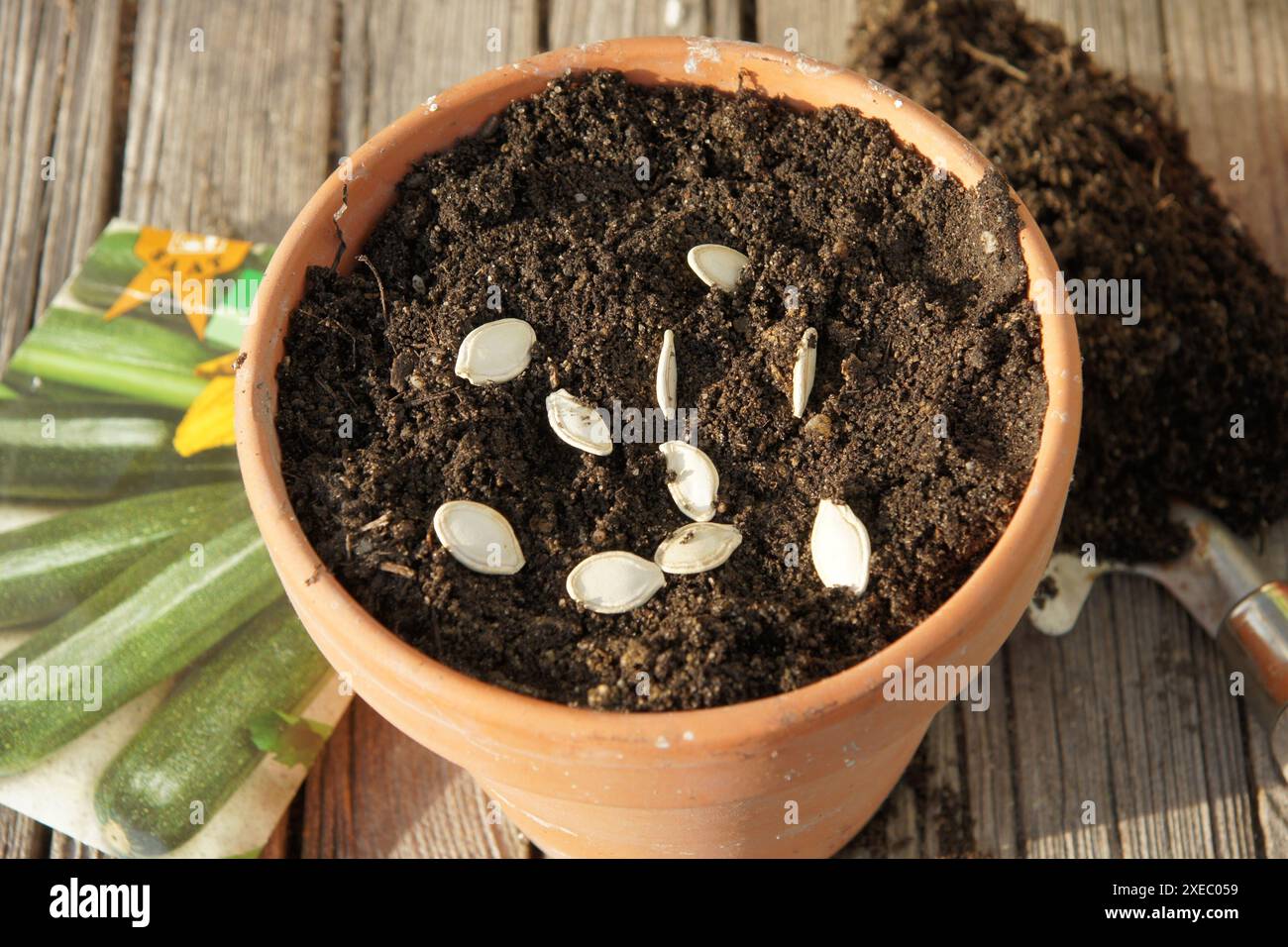 Cucurbita pepo, Zucchini, seed Stock Photo - Alamy