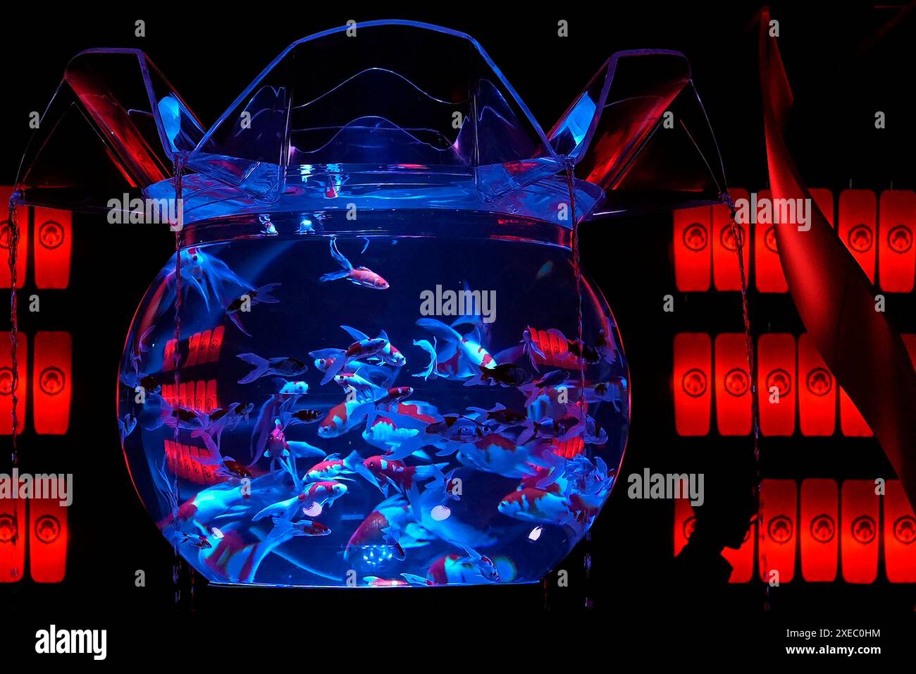 Goldfish swim at Obimai tank during a media event of the exhibition ...