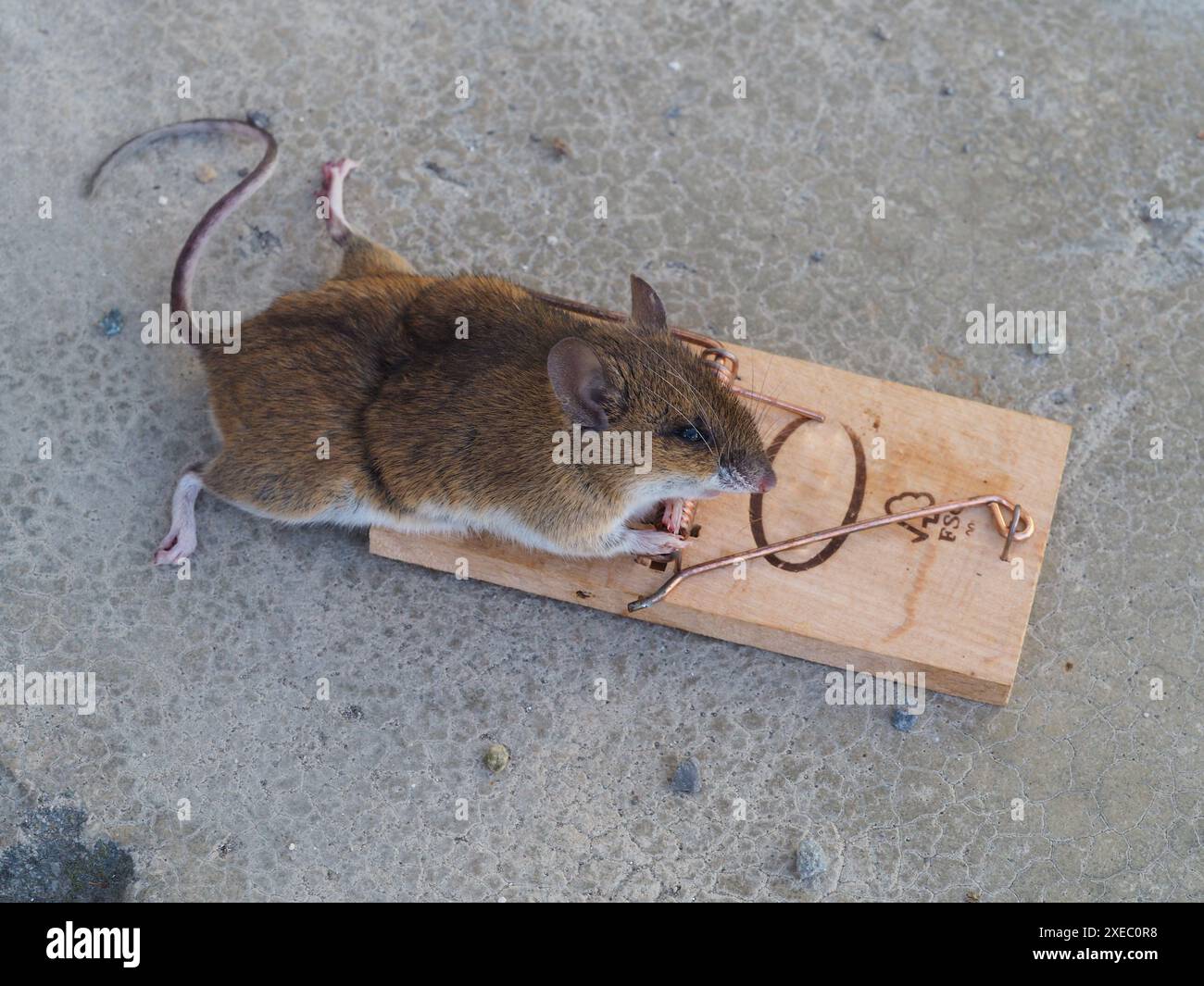 Death of mouse hi-res stock photography and images - Alamy