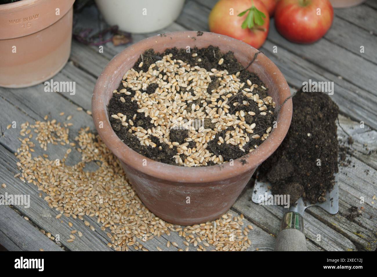 Wheat noodles in pot hi-res stock photography and images - Alamy