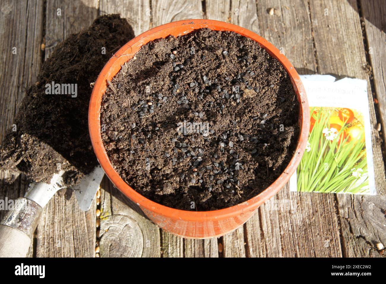 Allium tuberosum, Chinese leek, seed Stock Photo - Alamy