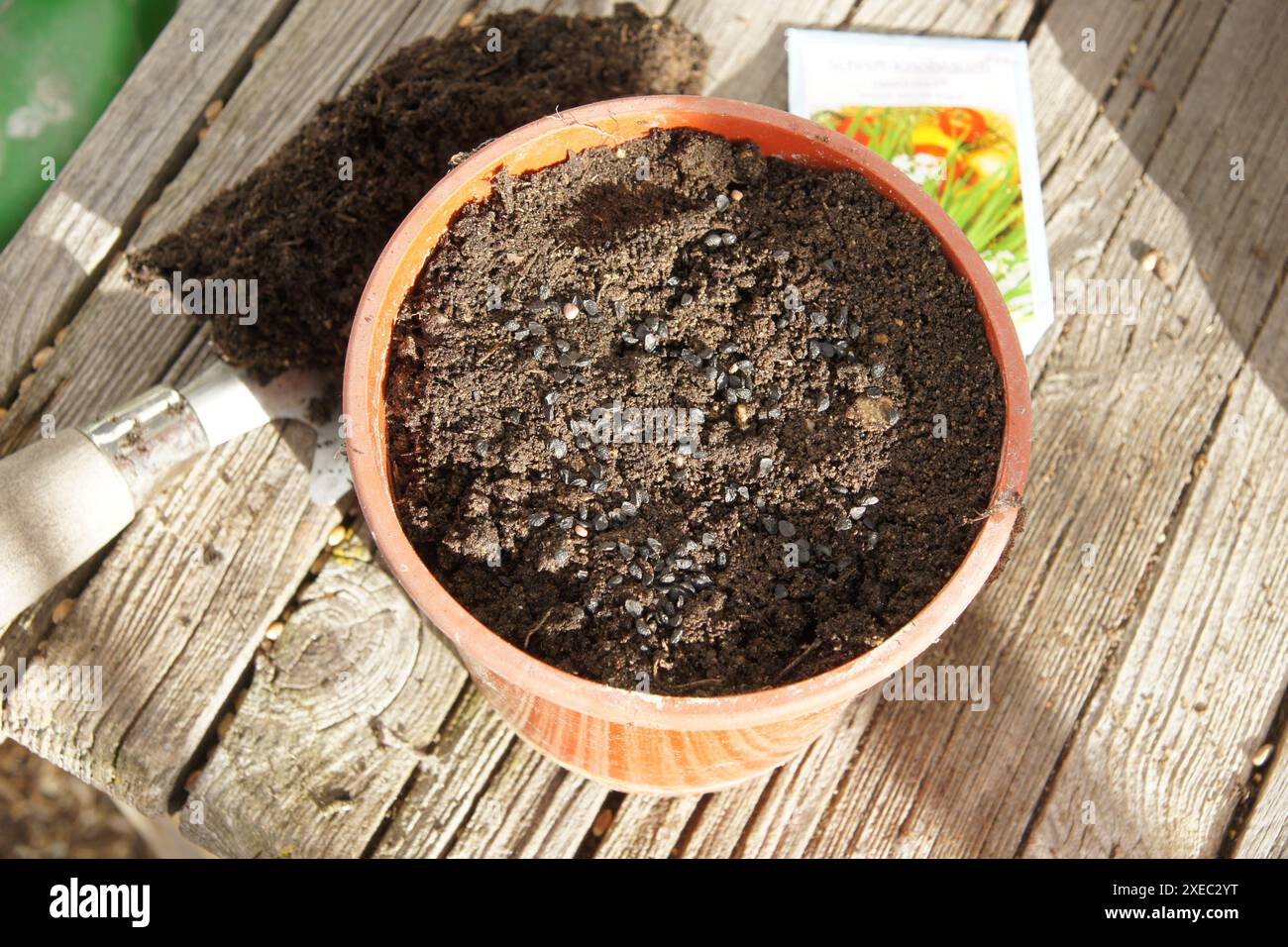 Leek seedlings hi-res stock photography and images - Alamy