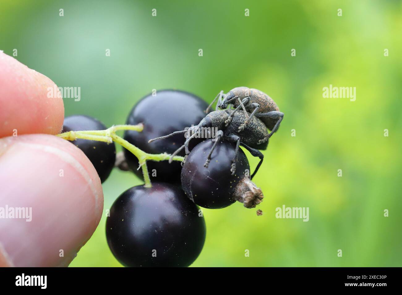 Beetles on blackcurrant fruit in the garden Stock Photo - Alamy