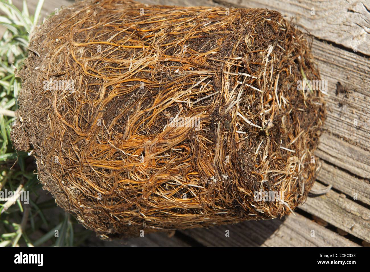 Rosmarinum officinalis, rosemary, rootball Stock Photo - Alamy