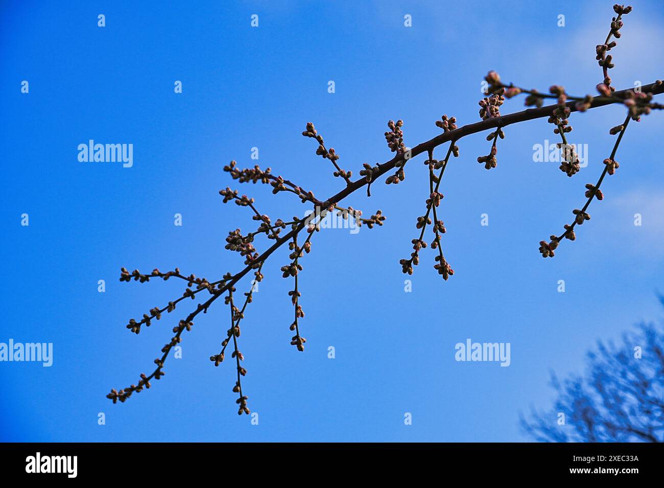 Almond branch buds Stock Photo - Alamy