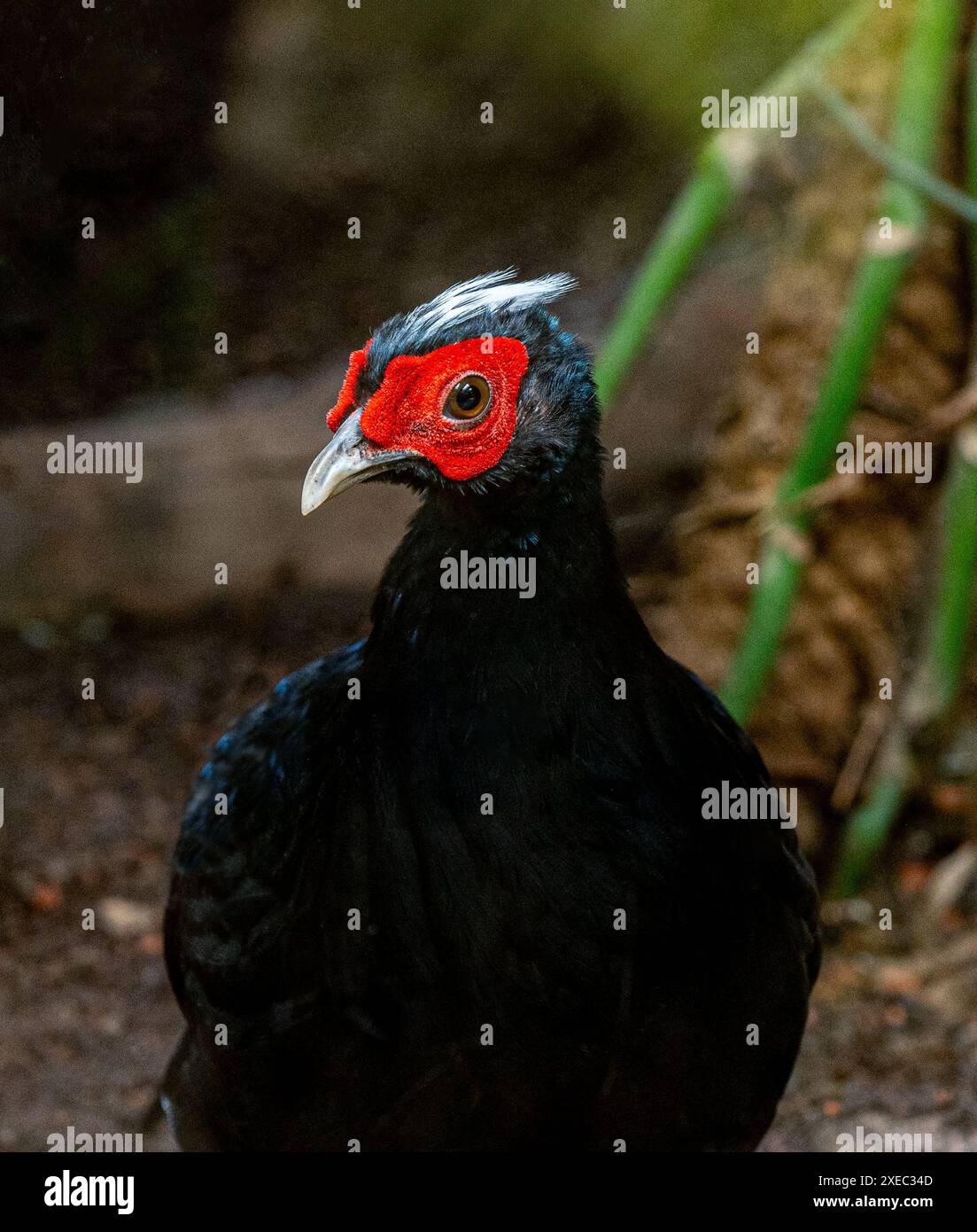 Edwards‘s pheasant (Lophura edwardsi Stock Photo - Alamy