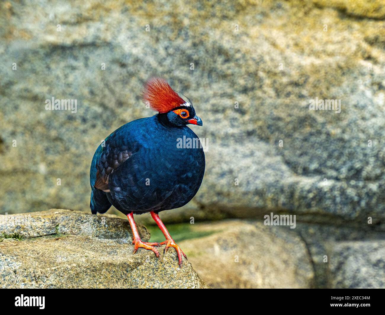 Crested-Wood-Partridge-(Rollulus-roulroul). Living in Southeast Asia ...