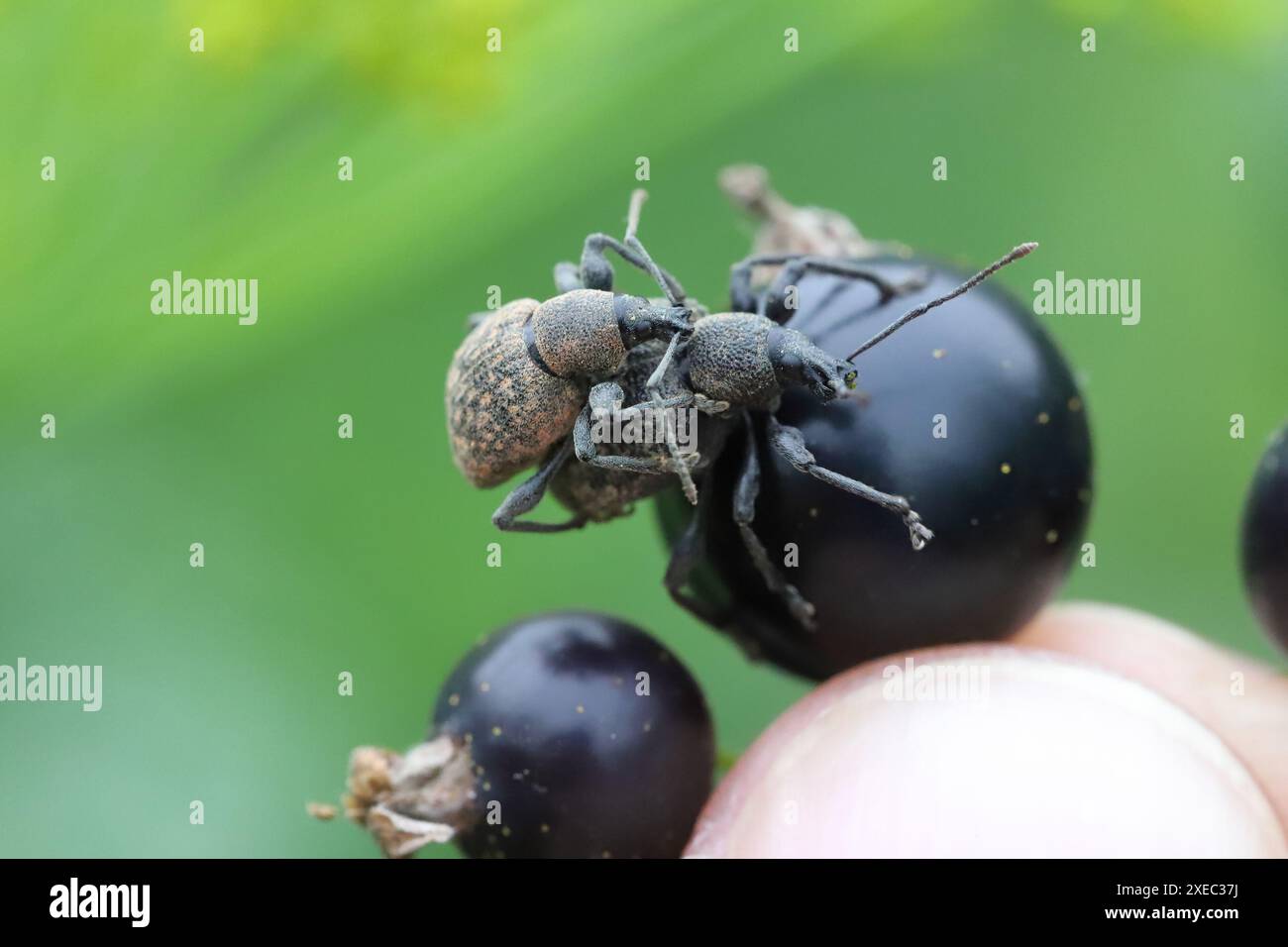 Beetles on blackcurrant fruit in the garden Stock Photo - Alamy
