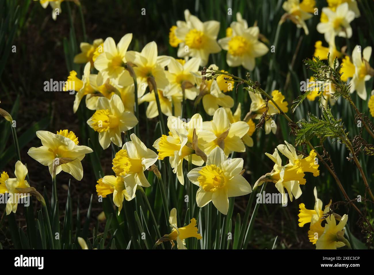 Narcissus pseudonarcissus, Wild Daffodil Stock Photo - Alamy