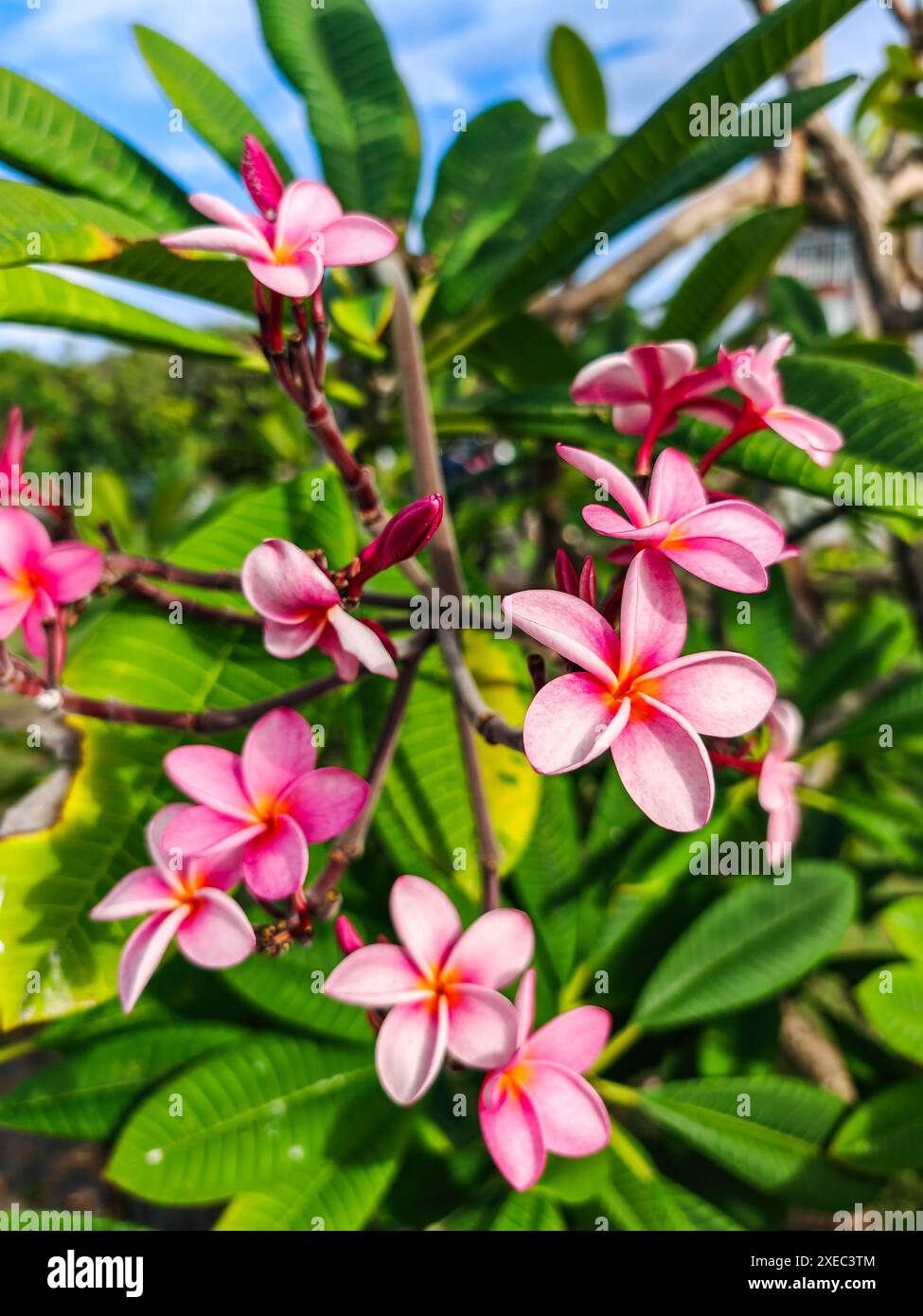 Frangipani, temple tree, plumeria blossom Stock Photo - Alamy