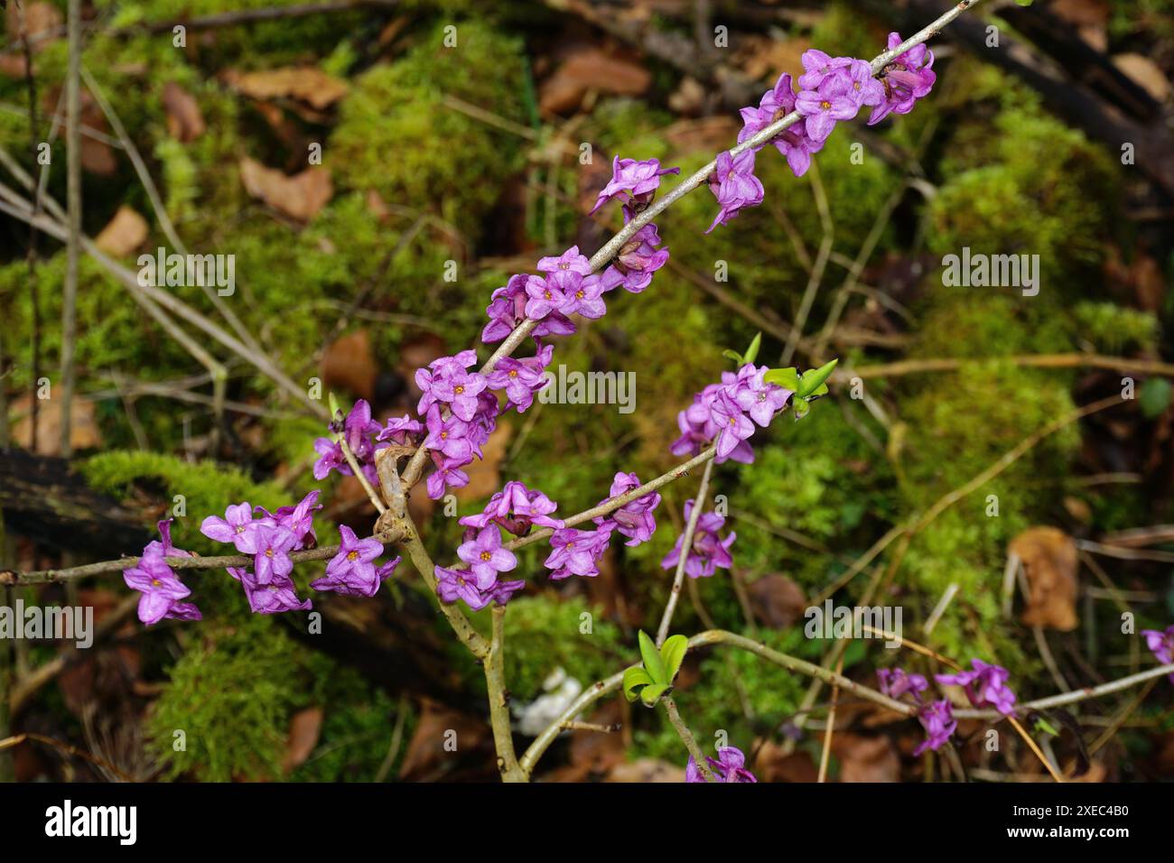 Mezereon; tintorell; dwarf laurel Stock Photo - Alamy