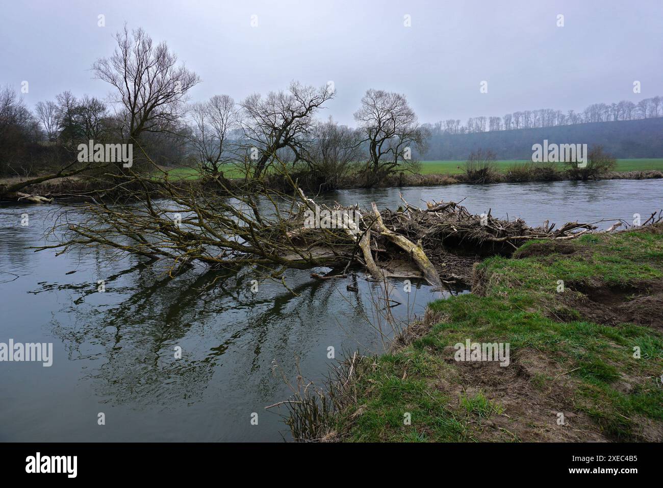 Beaver castle on the Danube in the Donauwiesen nature reserve near ...