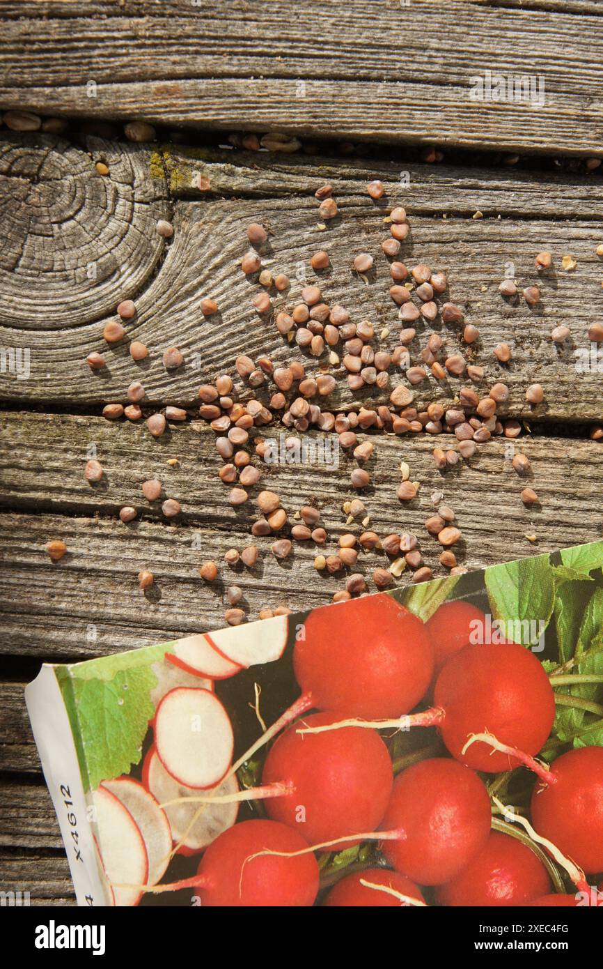 Raphanus sativus, radish, seed Stock Photo - Alamy