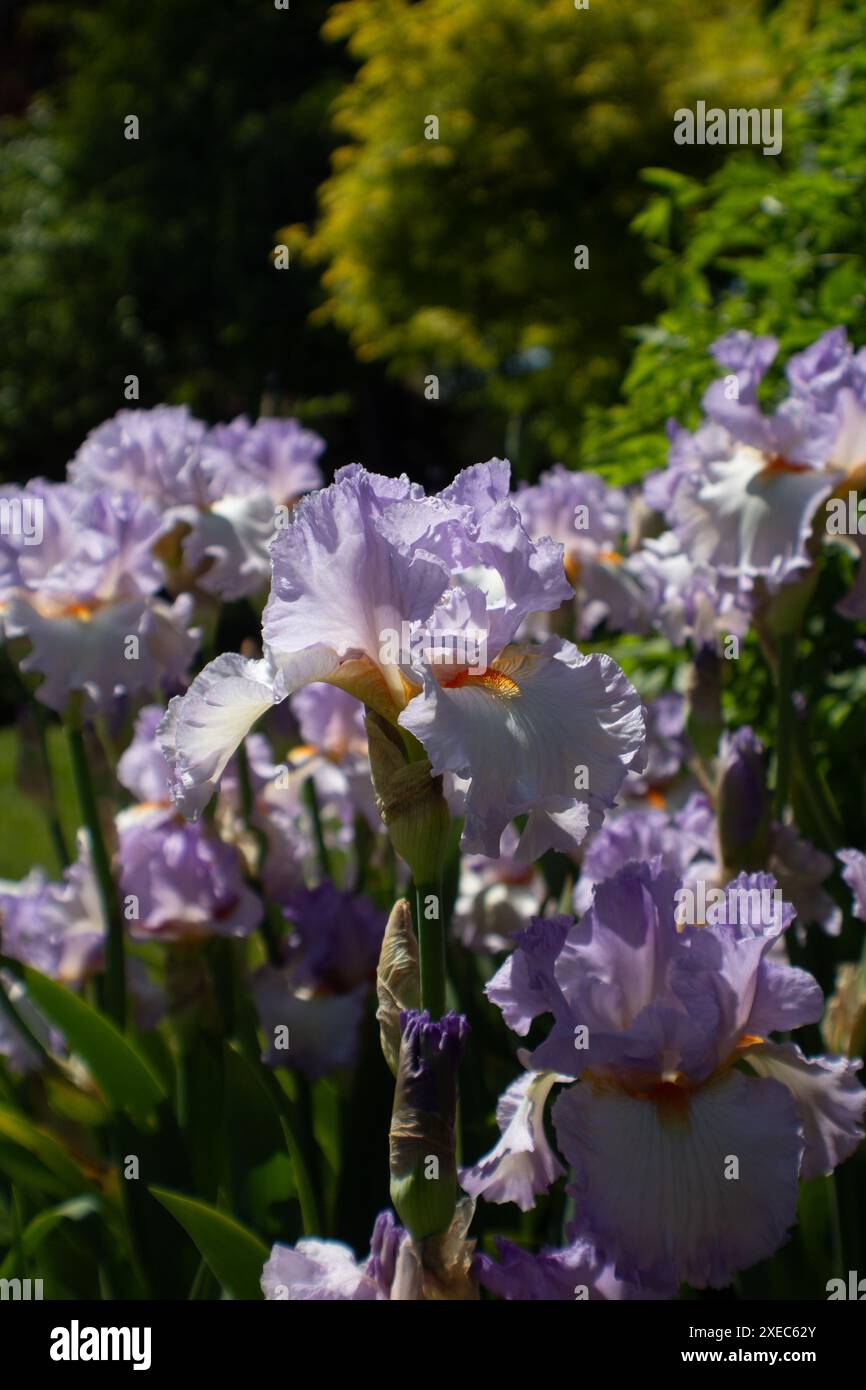 Iris germanica snappy dresser hi-res stock photography and images - Alamy