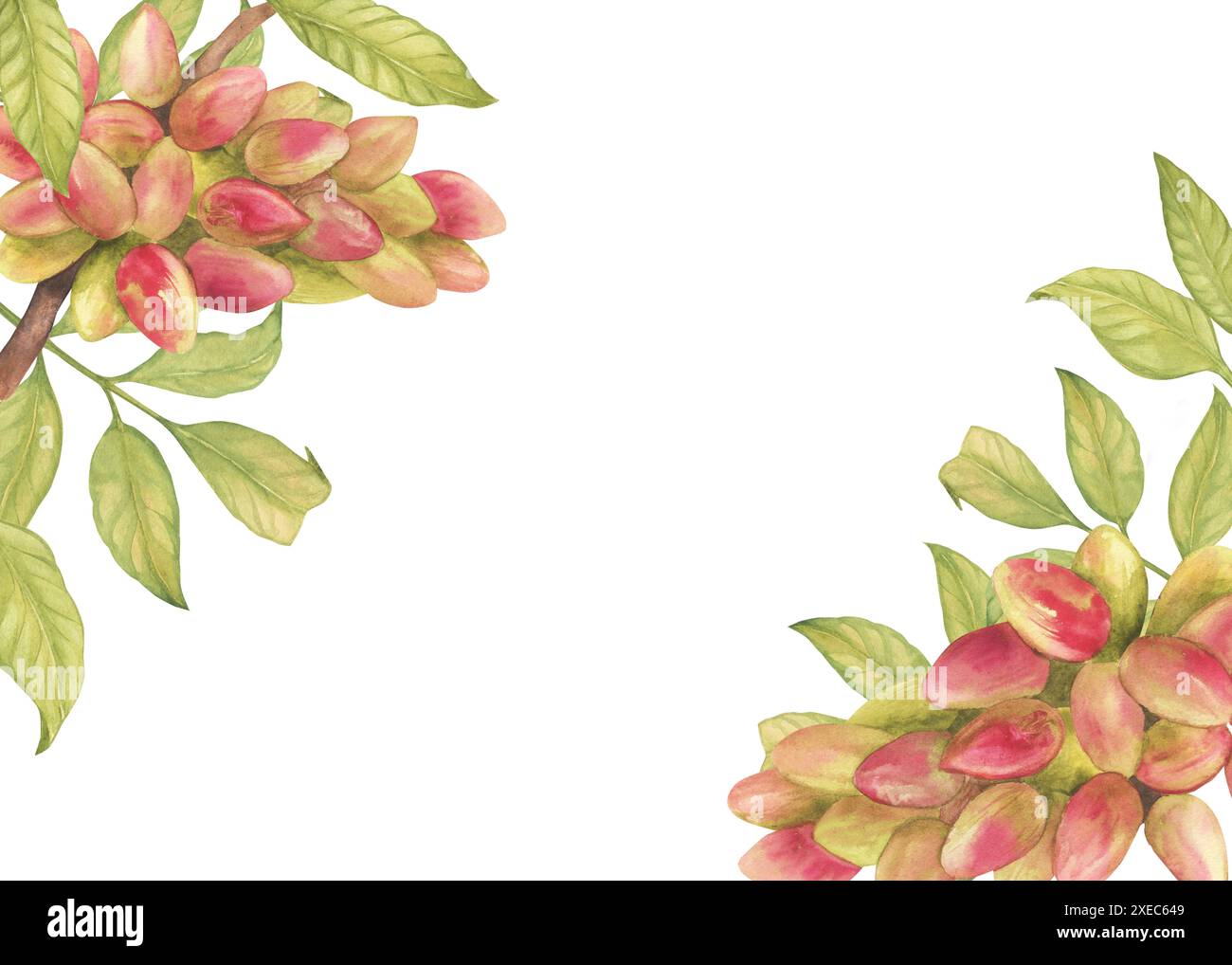 Frame with pistachio tree fruits, leaves watercolor illustration ...