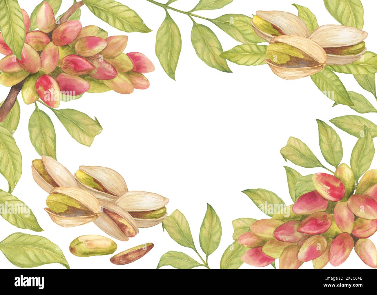 Rectangular frame with pistachio tree fruits, pistachio nuts, leaves ...