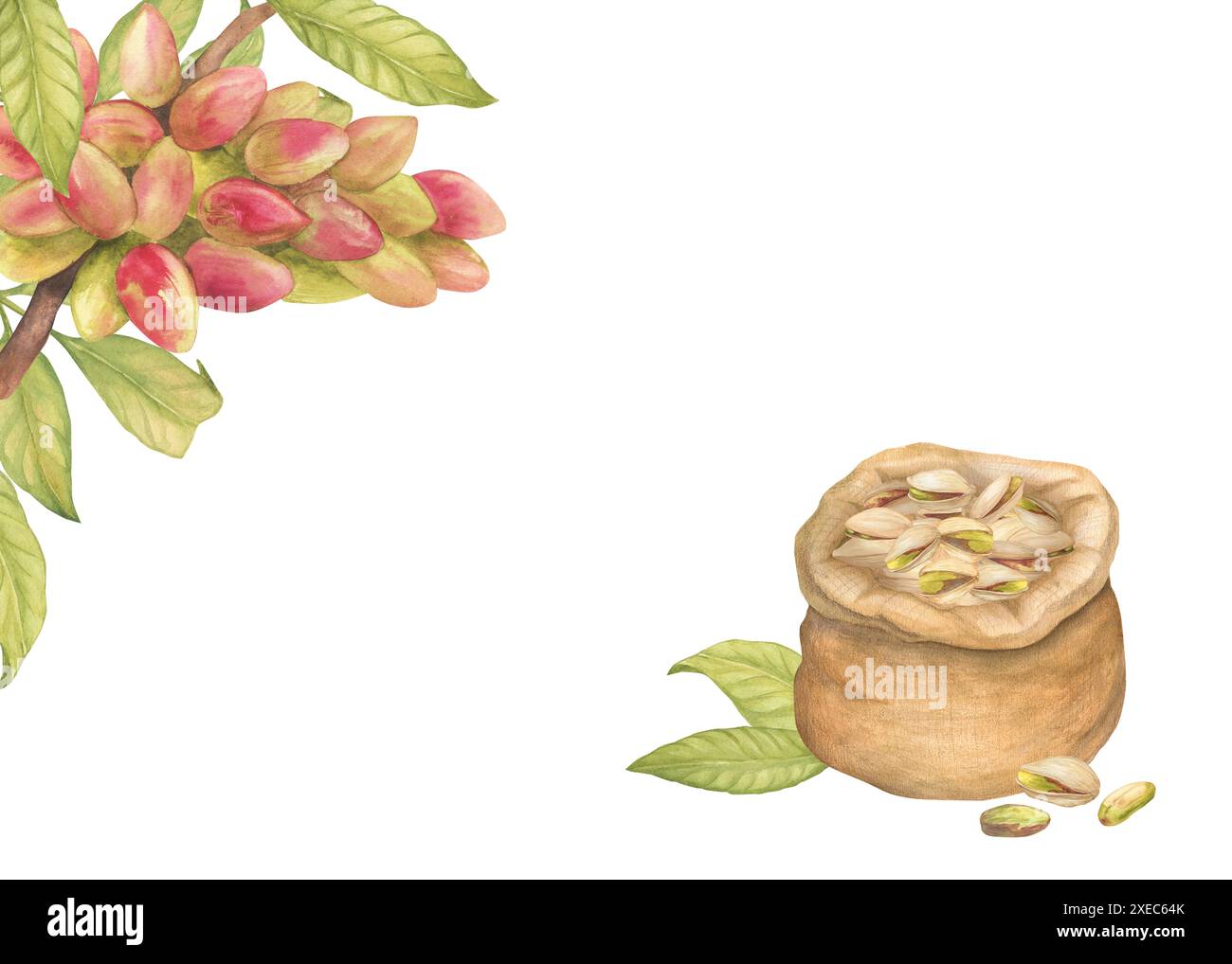 Frame with pistachio tree fruits,Pistachio nut in canvas bag , leaves ...