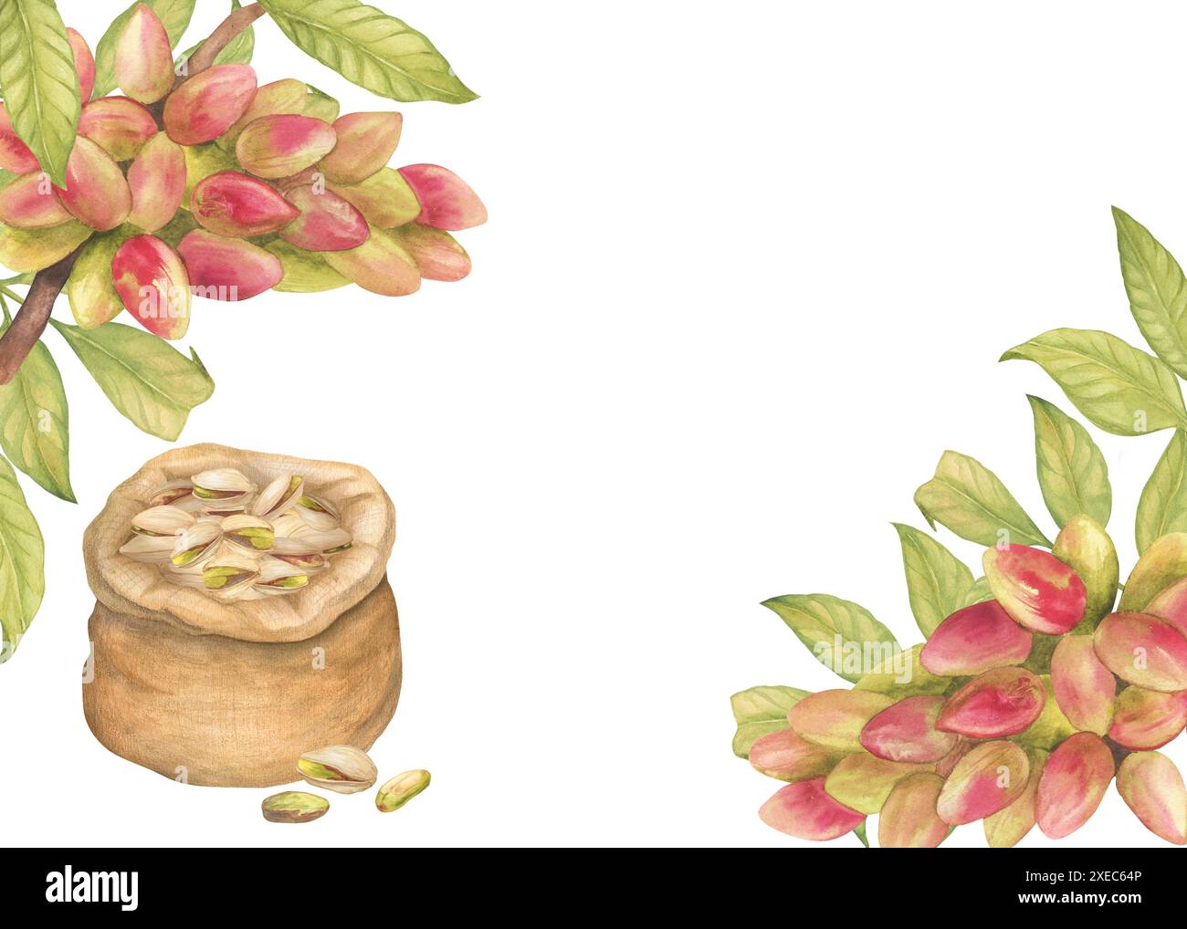 Frame with pistachio tree fruits,Pistachio nut in canvas bag , leaves ...