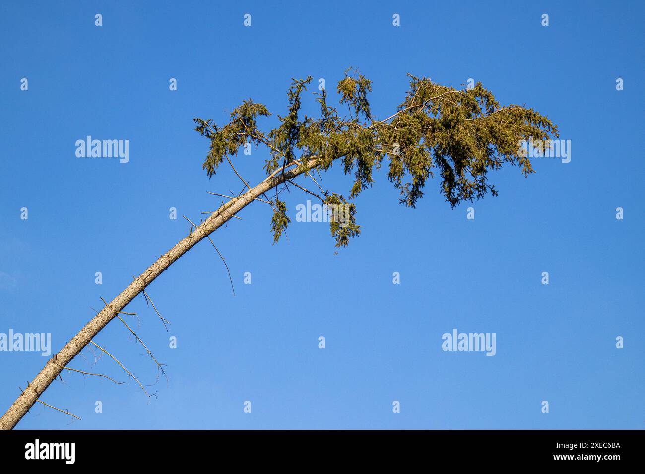 Bent wind-slate tree against blue sky Stock Photo - Alamy