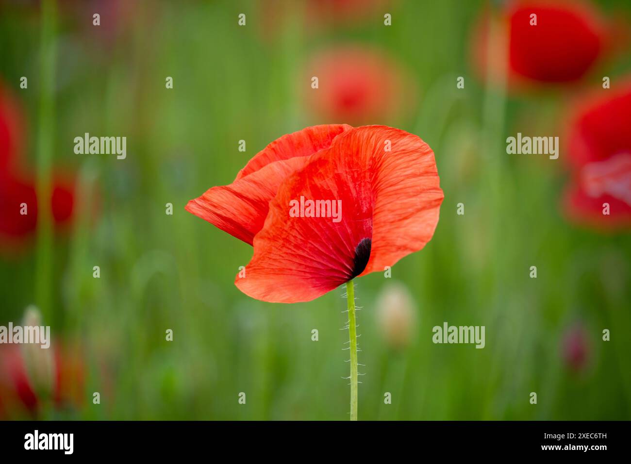 Red poppy wildflower, these field flowers are the symbol of veterans ...