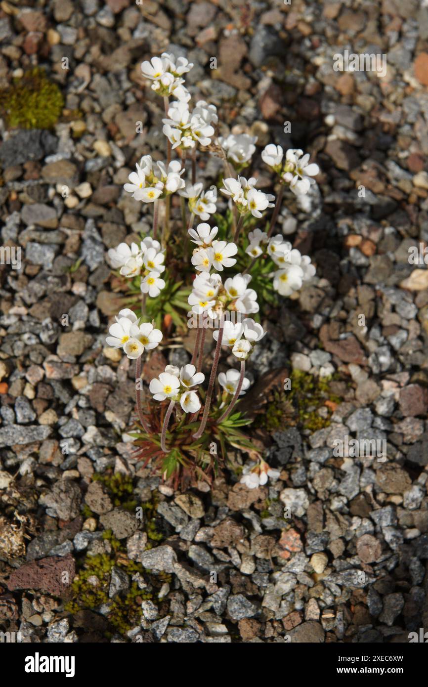 Androsace carnea ssp. brigantiaca Stock Photo - Alamy