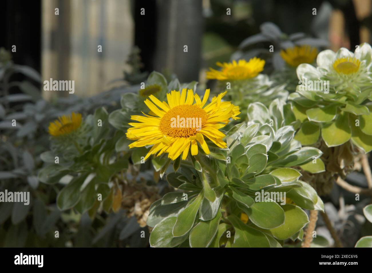 Astericus sericeus, Canary Island daisy Stock Photo - Alamy