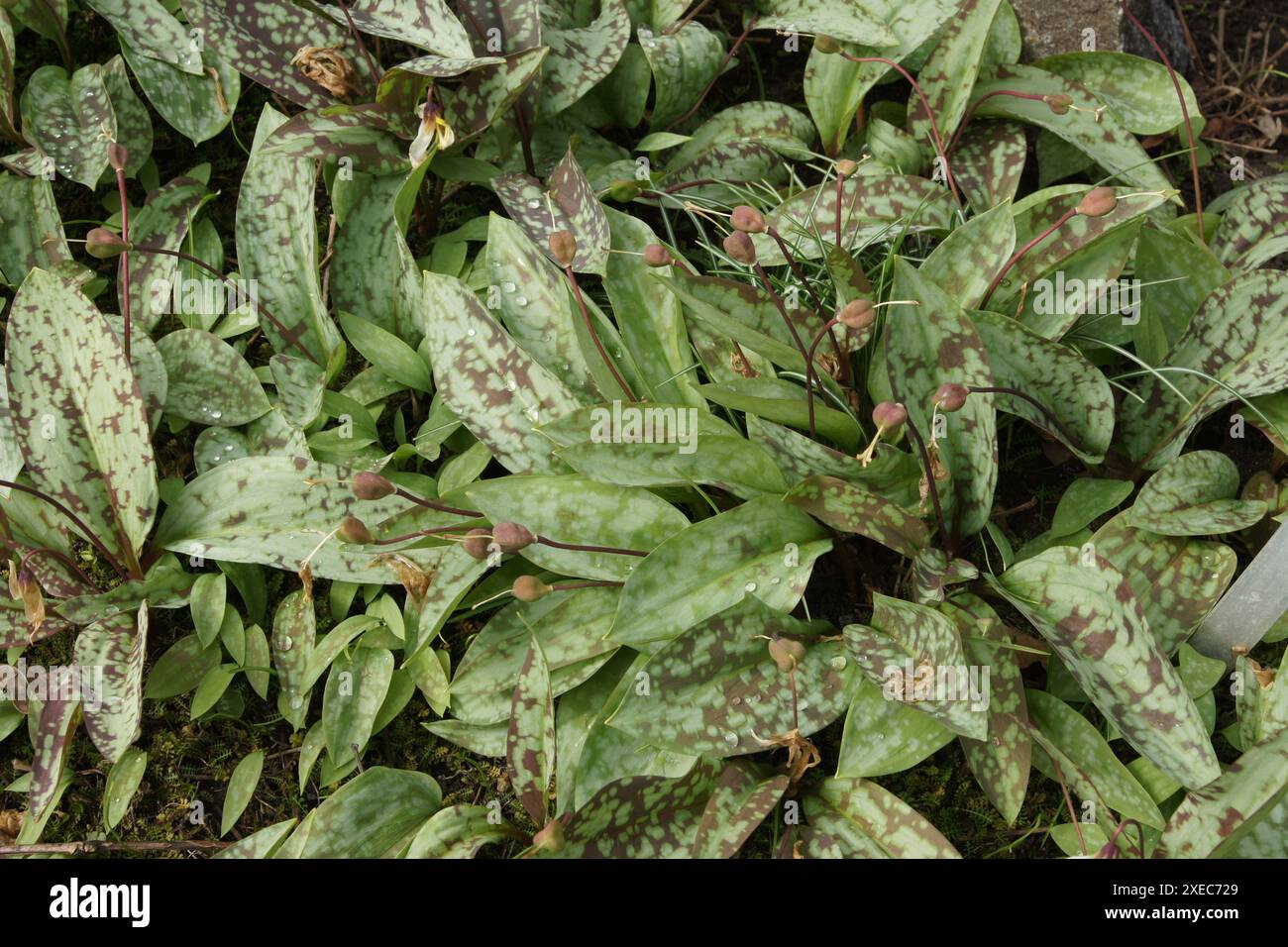 Erythronium caucasicum, Caucasian dens canis lily, seeds Stock Photo ...