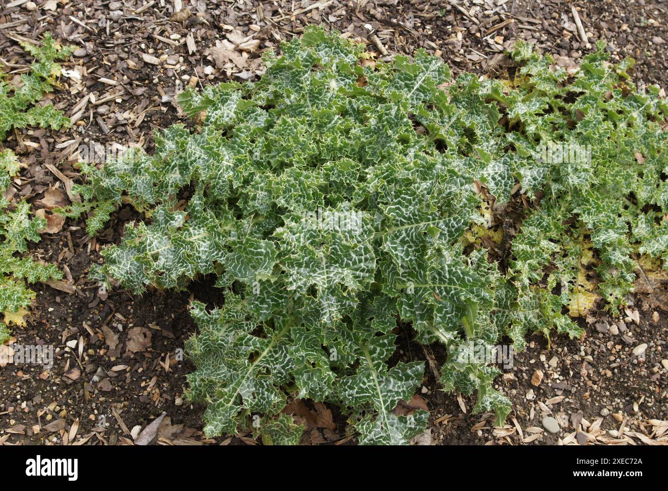 Marian thistle fruit hi-res stock photography and images - Alamy