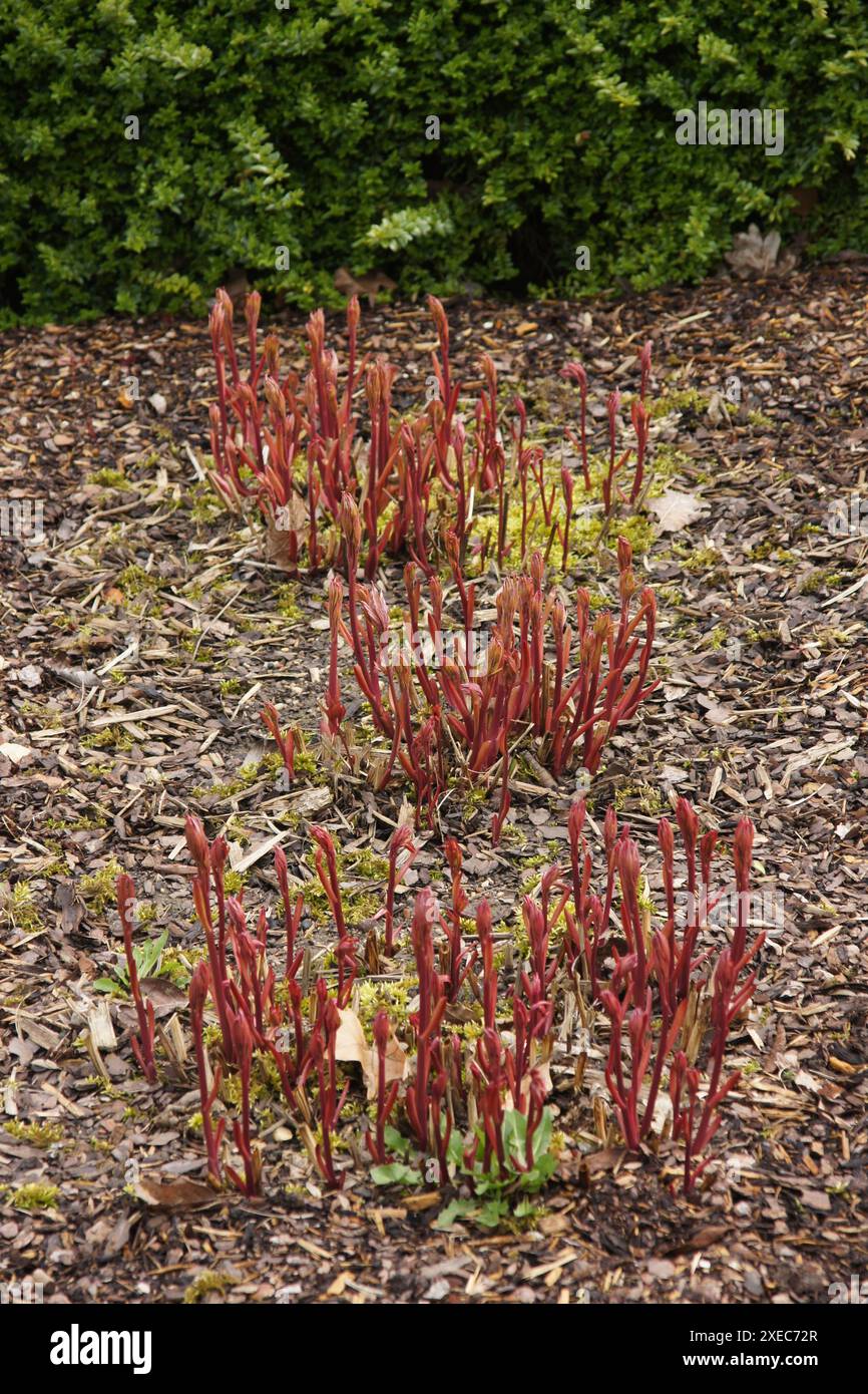 Peony lactiflora hi-res stock photography and images - Alamy