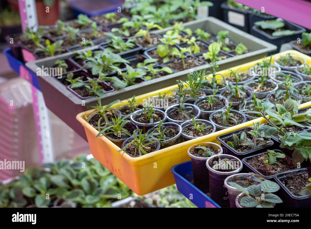Growing flower seedlings indoors under full spectrum LED lighting Stock ...