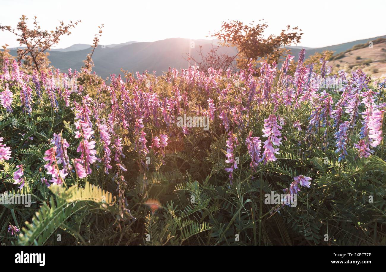 Wildflowers in sun hi-res stock photography and images - Alamy