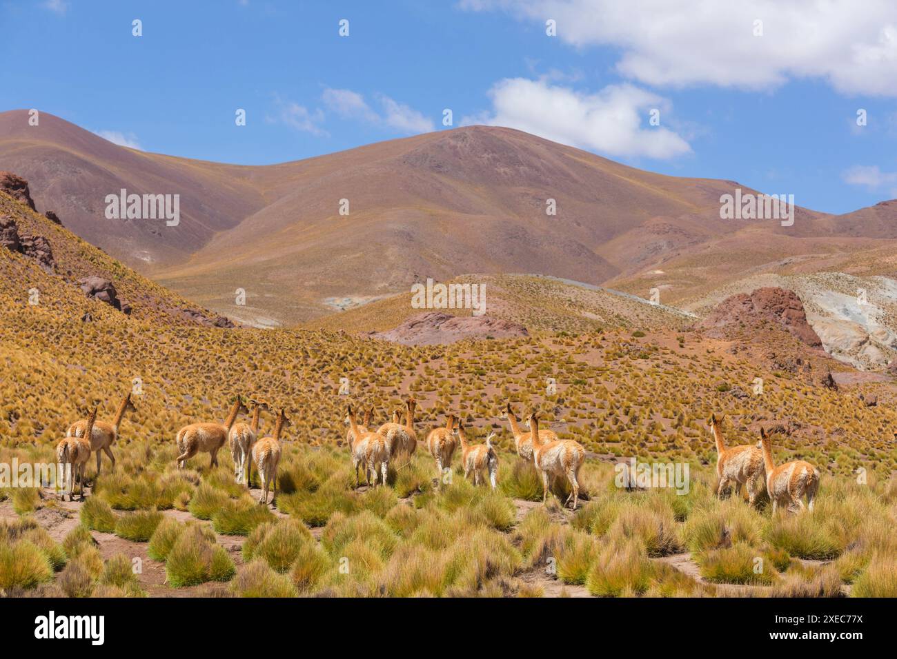 Guanacos in the Peruvian Andes Stock Photo - Alamy