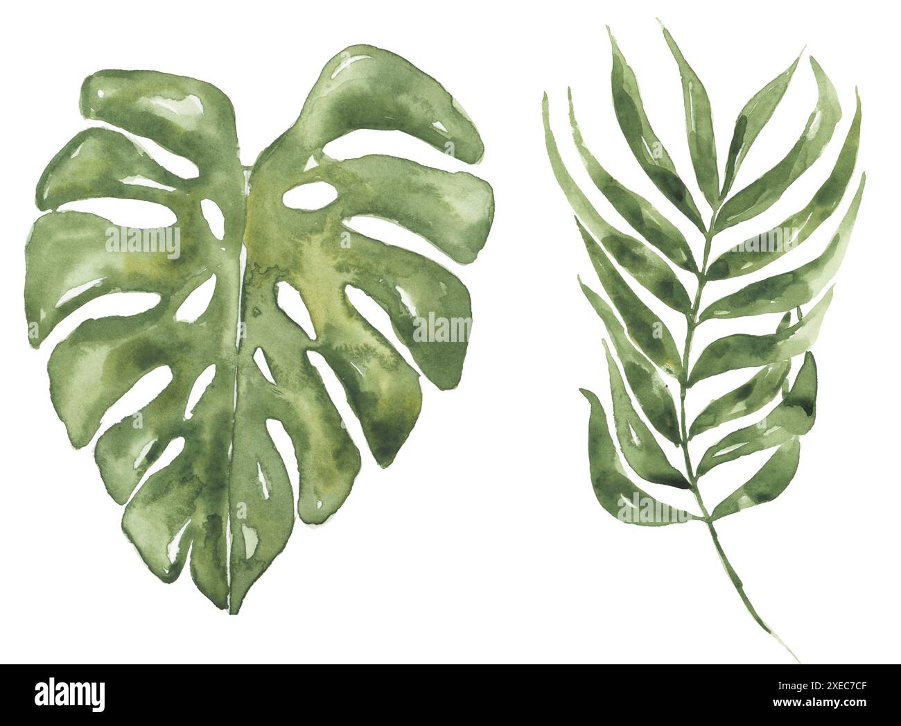 Watercolor tropical leaves illustration set, monstera and palm leaf ...