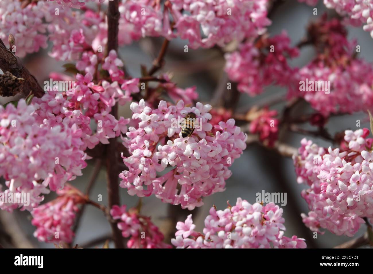 Farrer`s viburnum hi-res stock photography and images - Alamy