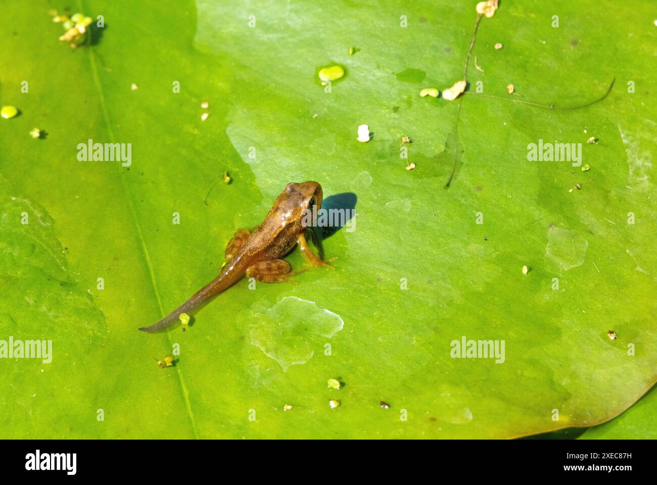 The process of metamorphosis in a Common Frog has nearly completed. The ...