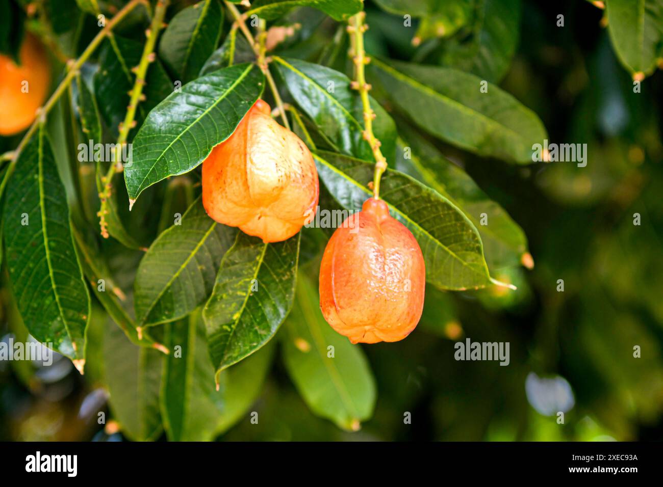Imature Ackee fruit (Blighia sapida) growing on the tree in the Cayman ...