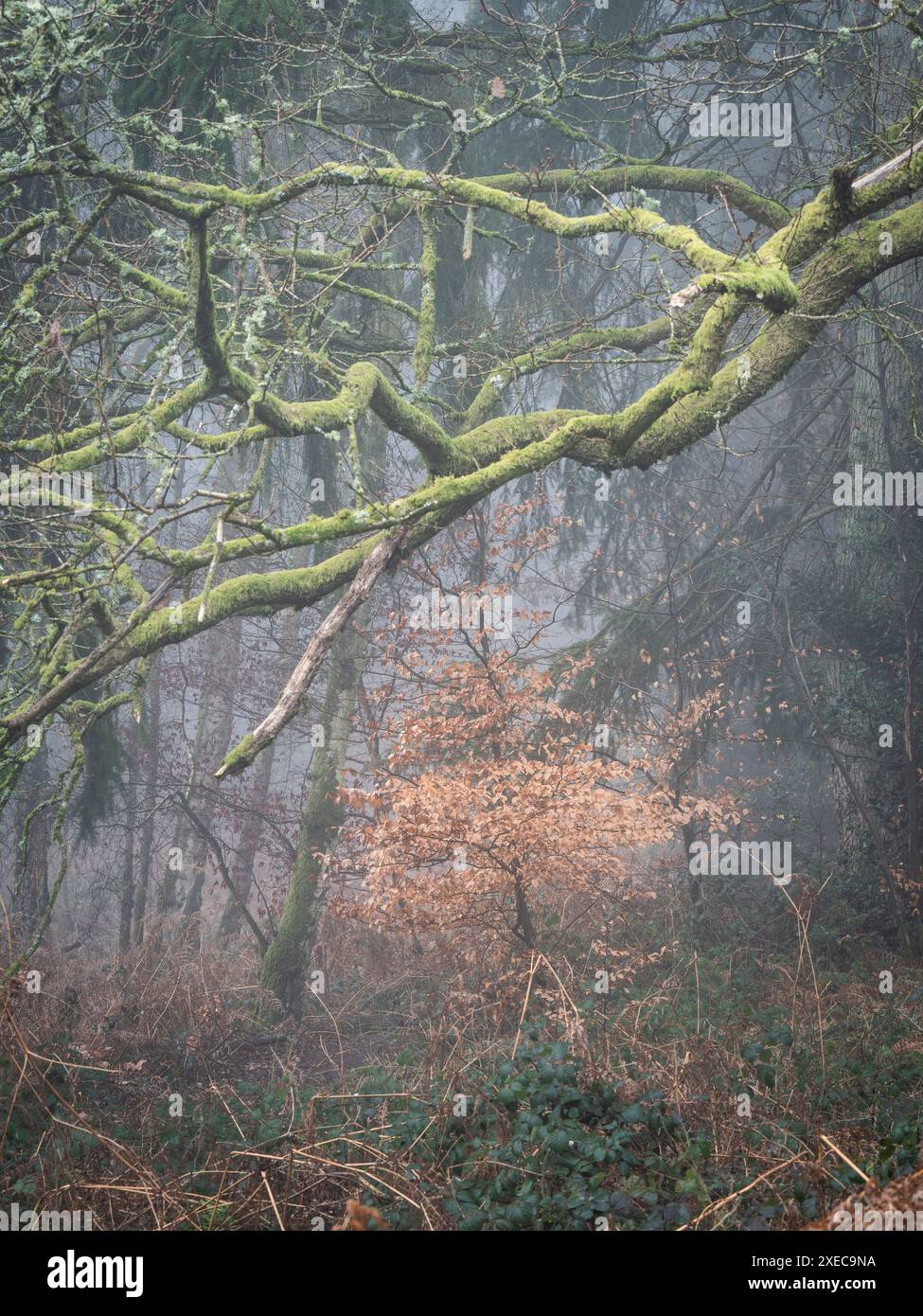 Mortimer forest hi-res stock photography and images - Alamy
