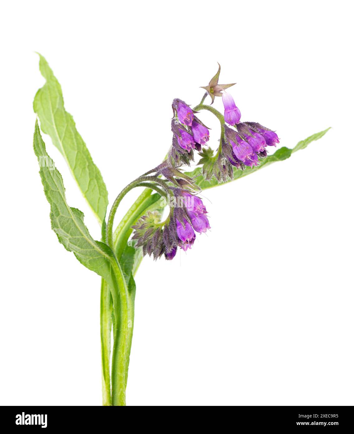 Comfrey flowers isolated on white background. Symphytum officinale ...