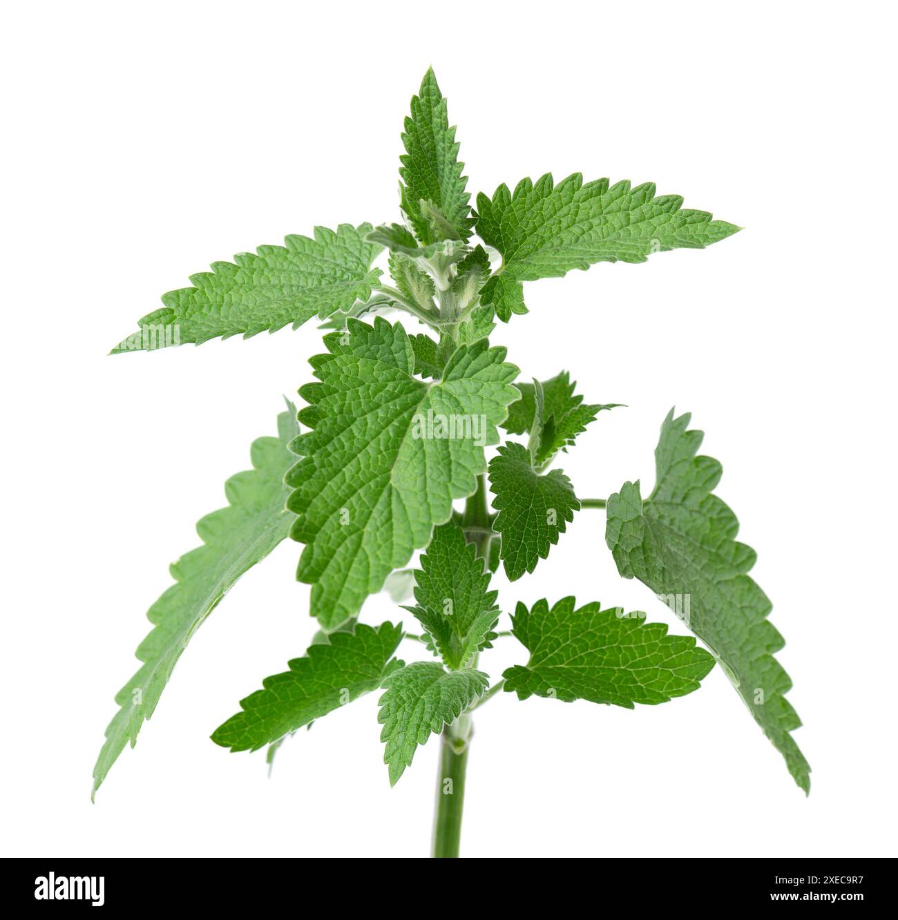 Bunch of lemon balm or melissa plant isolated on white background ...