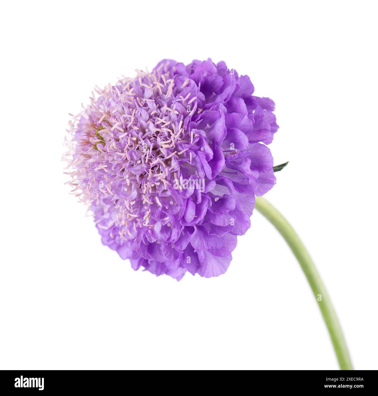 Scabious flower isolated on white background. Knautia arvensis. Purple ...