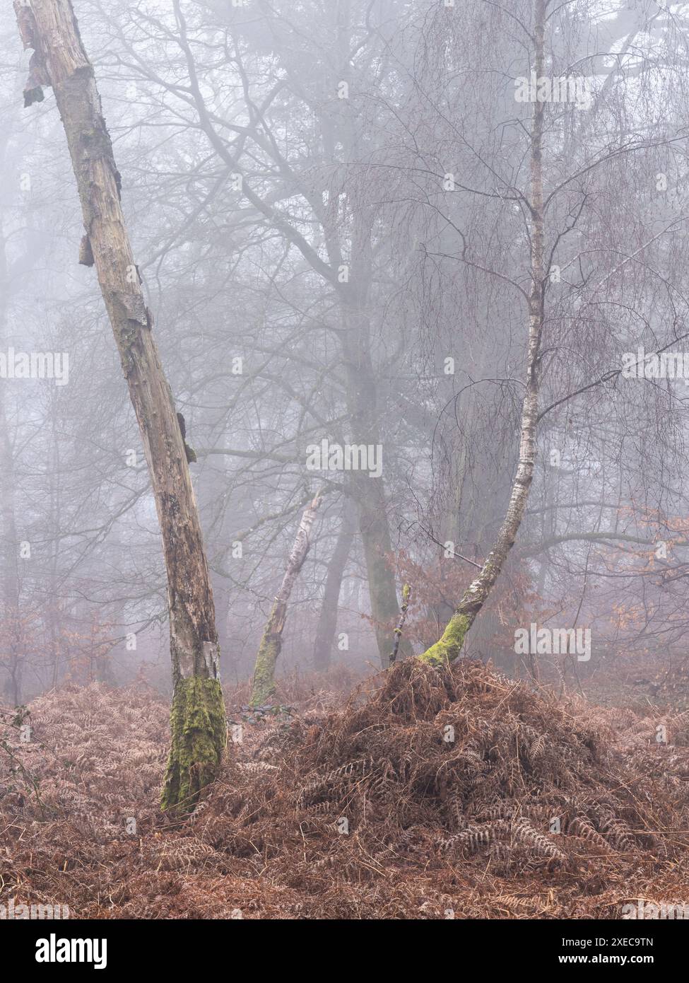 Pine trees in mortimer forest hi-res stock photography and images - Alamy