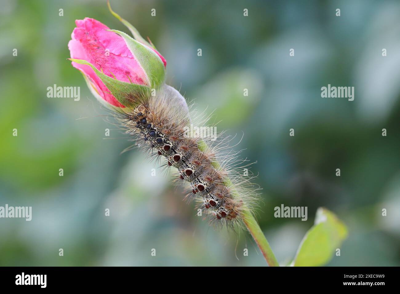 Caterpillar of Lymantria dispar, also known as the gypsy moth or the ...