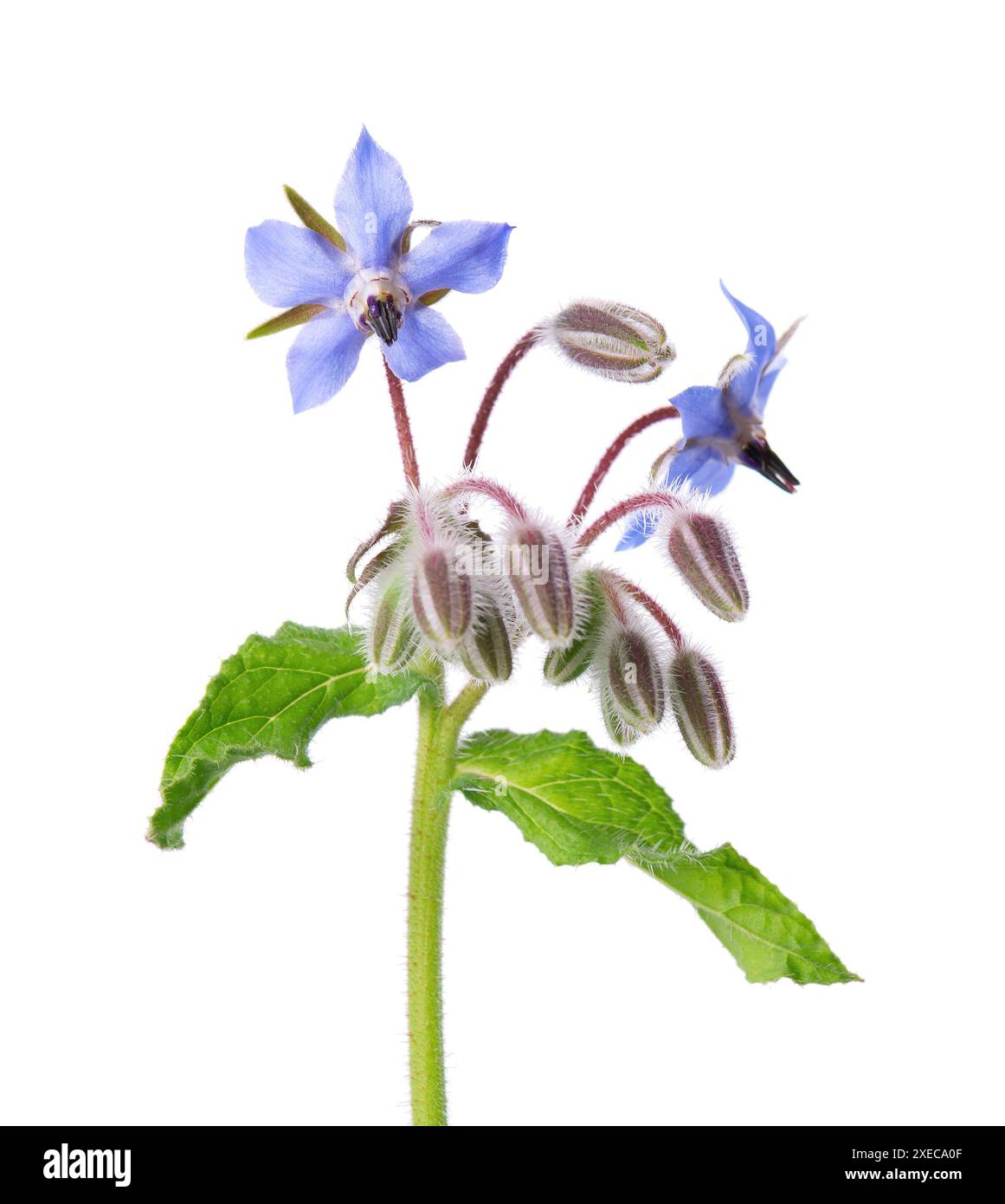 Borage flowers isolated on white background. Borago officinalis bush ...