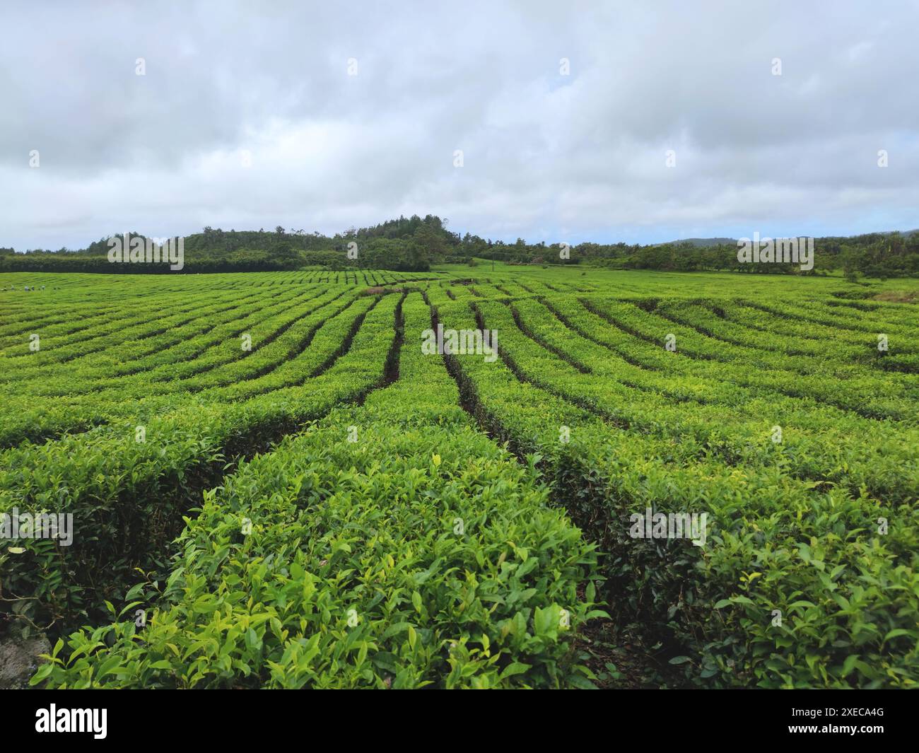 Tea plantation in Mauritius Stock Photo - Alamy