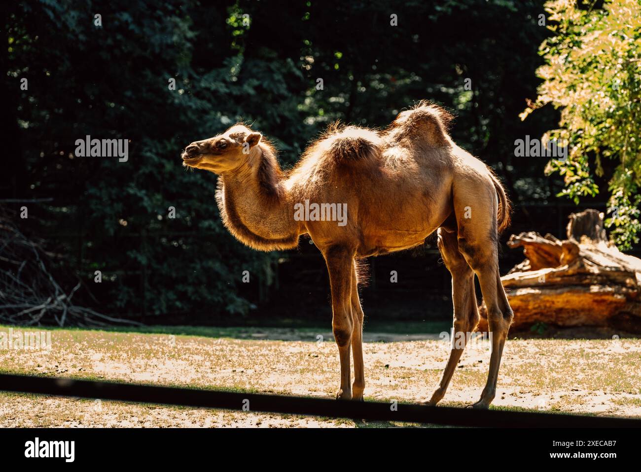 A camel stands against a vibrant green backdrop, its silhouette ...